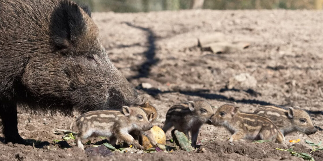 Wildschwein: Wie du dich bei einer Begegnung verhalten musst
