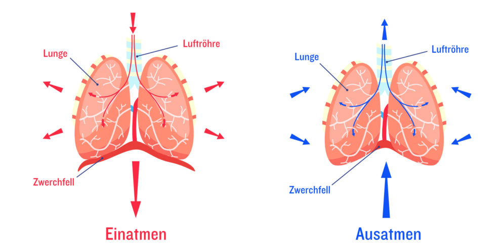 Zwerchfell trainieren: Wie du besser und leistungsfähiger atmest | Beat ...